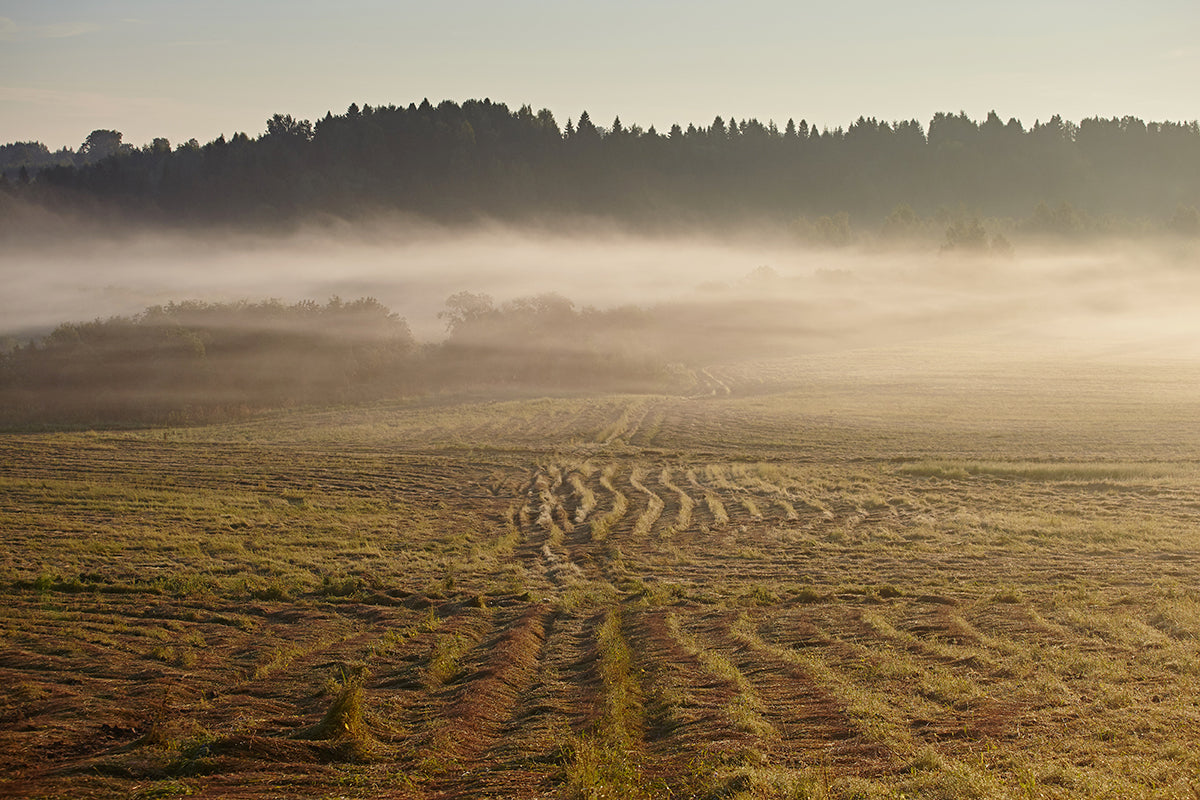 How linen grows in 100 days | By Mölle